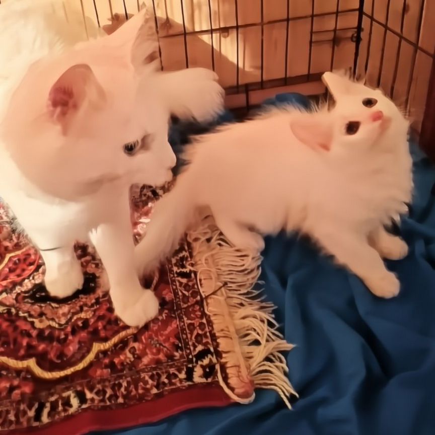 Турецкая ангора котёнок