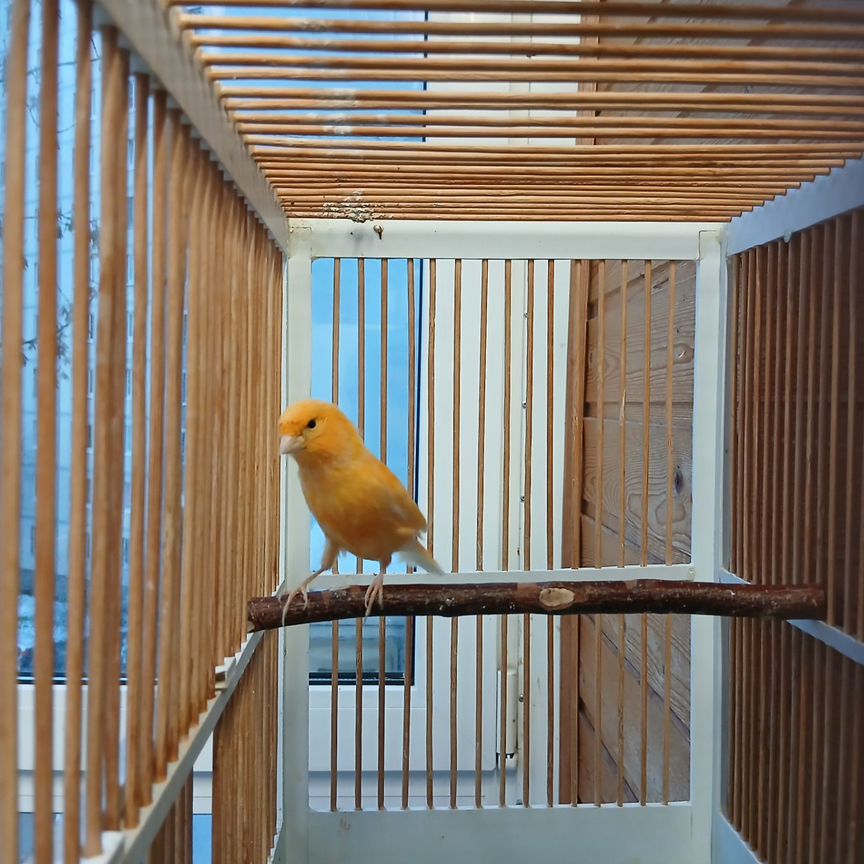 Канарейка с клеткой