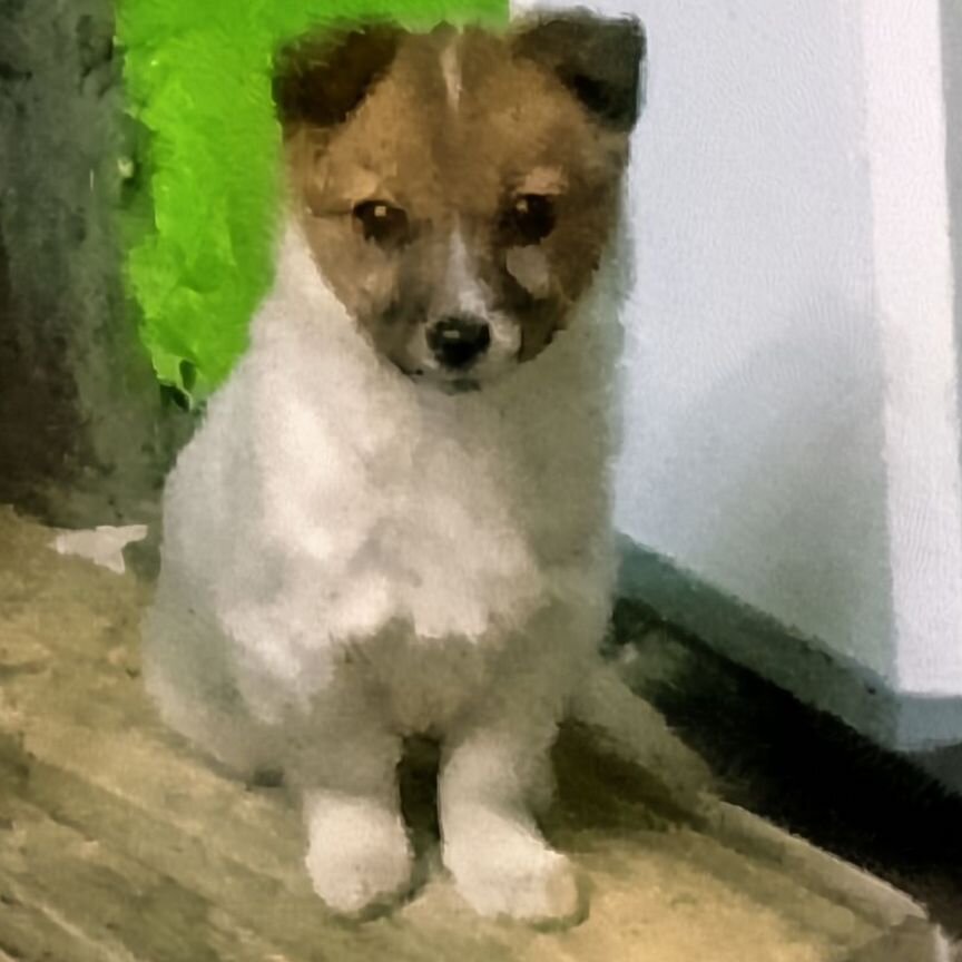 Джек-рассел-терьер, щенок