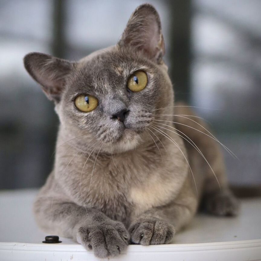 Европейская бурманская, взрослая кошка