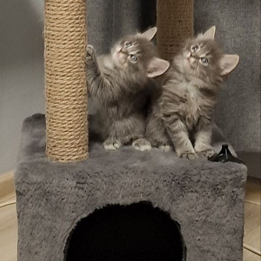 Продам котят мейн-кун