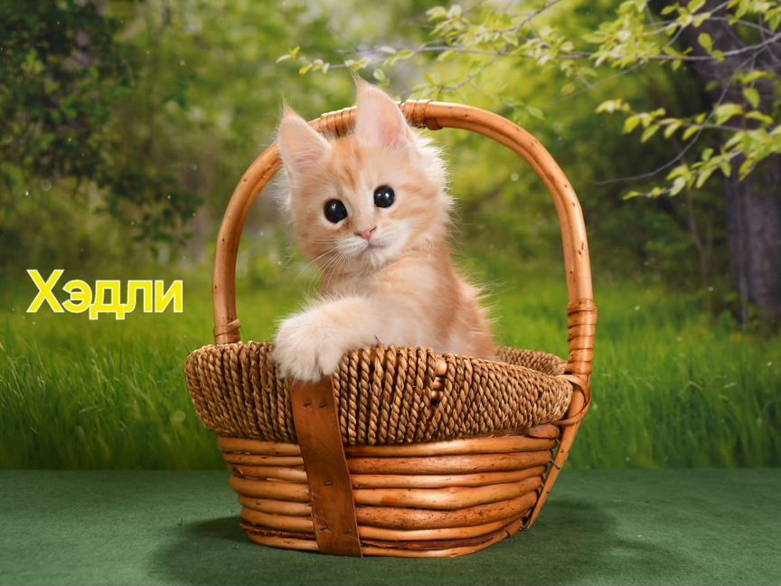 Особенный котёнок мейн-кун