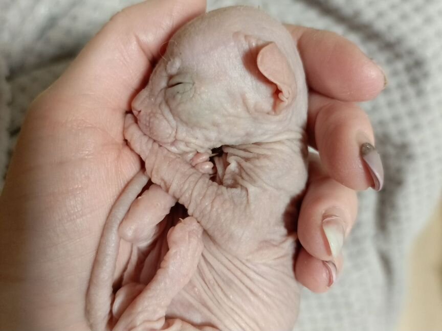 Донской сфинкс котята