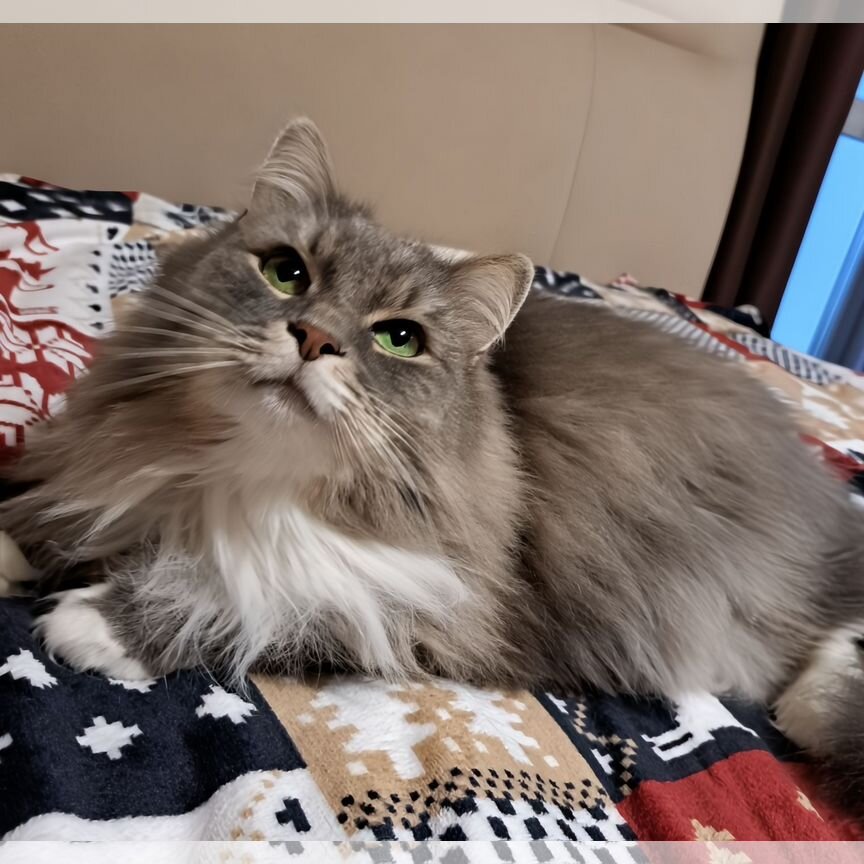 Сибирский, взрослый кот