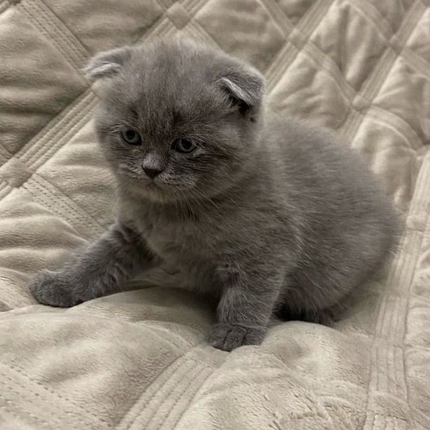 Шотландские котята