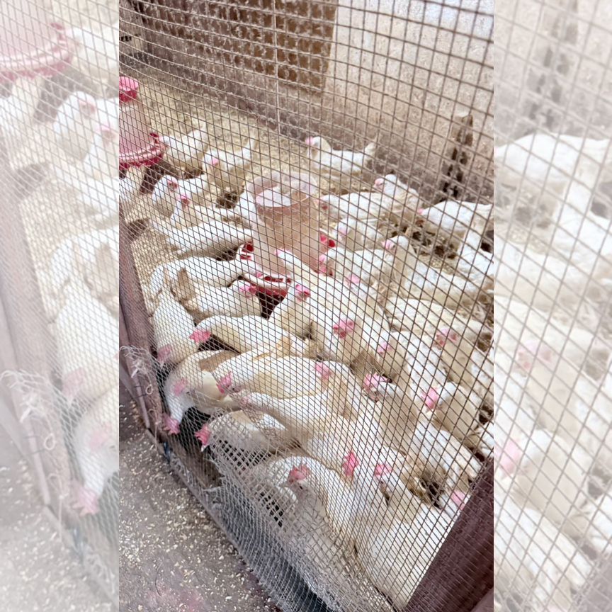 Куры молодки несушки