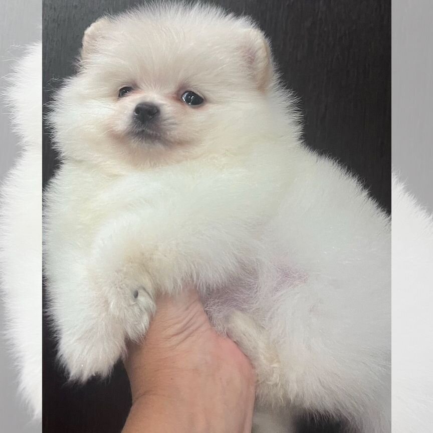 Померанский шпиц, щенок