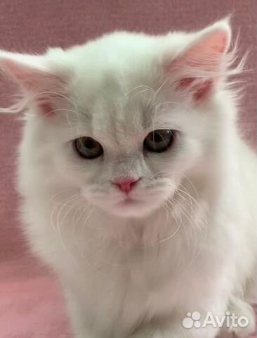 Роскошный котик