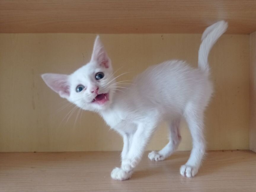 Ориентальные котята