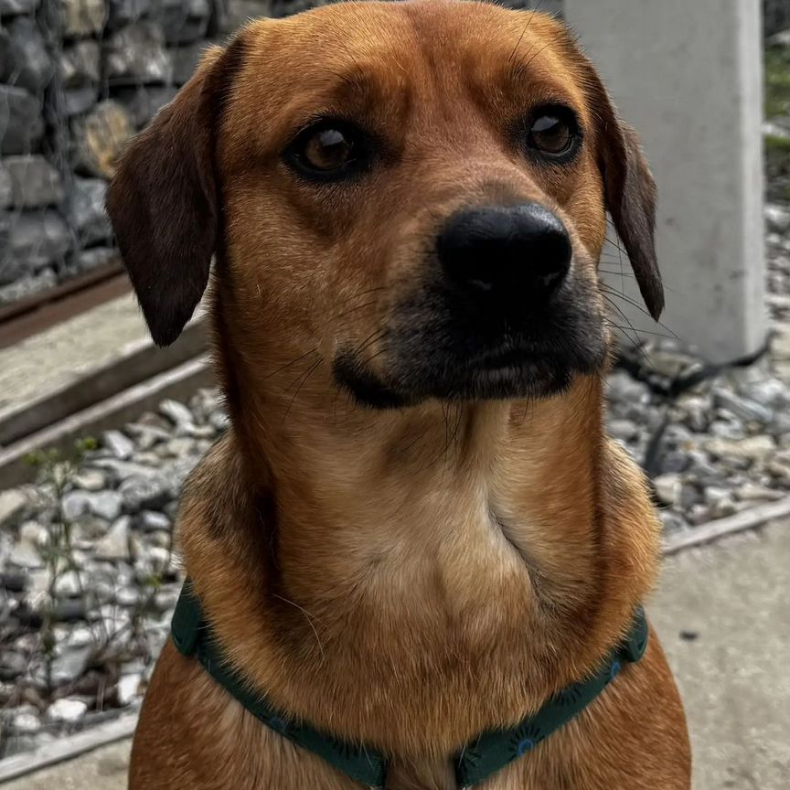 Взрослая собака в добрые руки