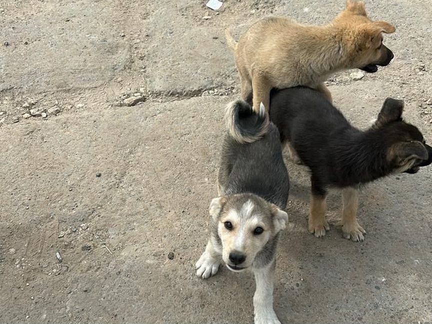 Щенок в добрые руки