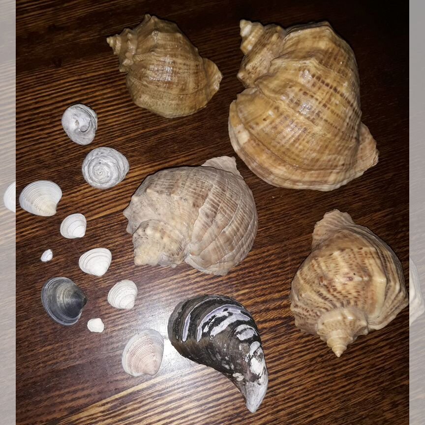 Морские ракушки раковины. за все