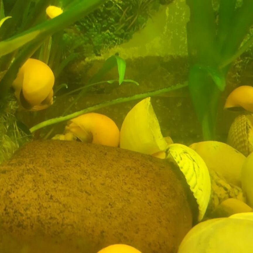 Продаю улиток ампулярий