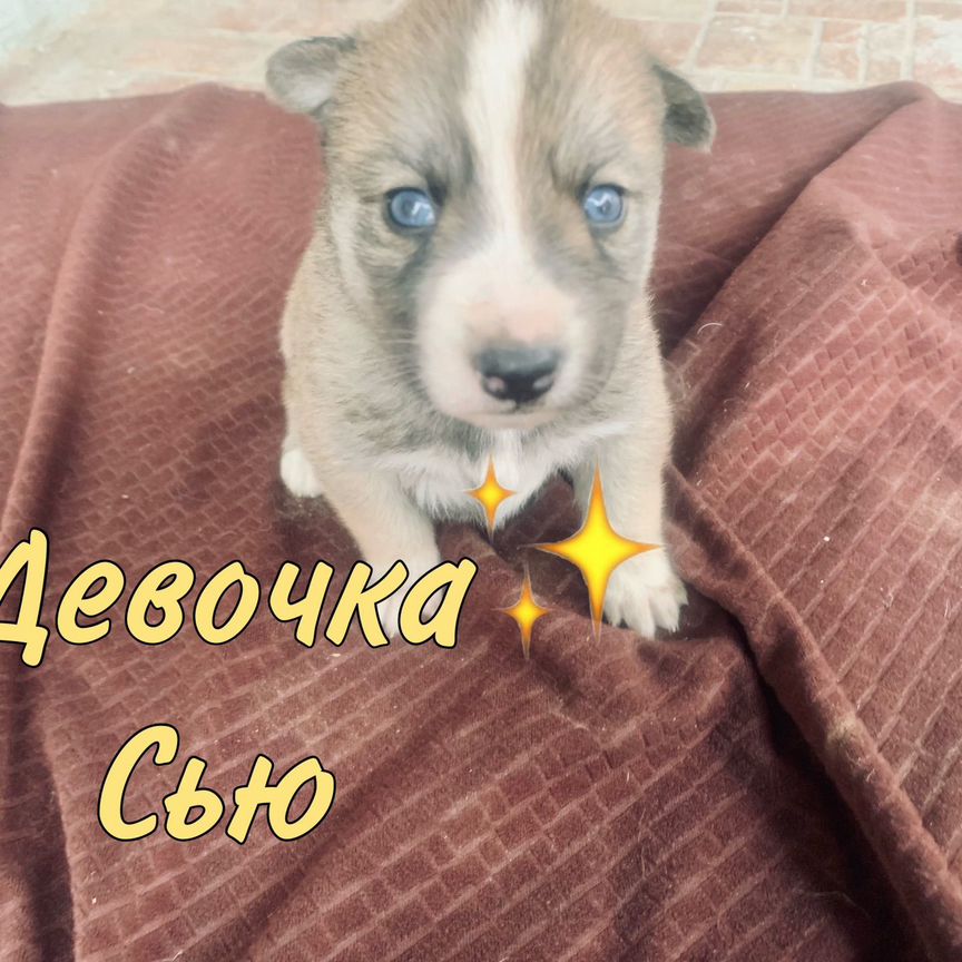Щенки хаски метисы