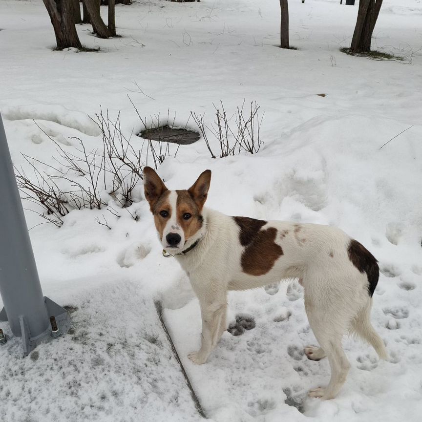 Пристала потерянная собака