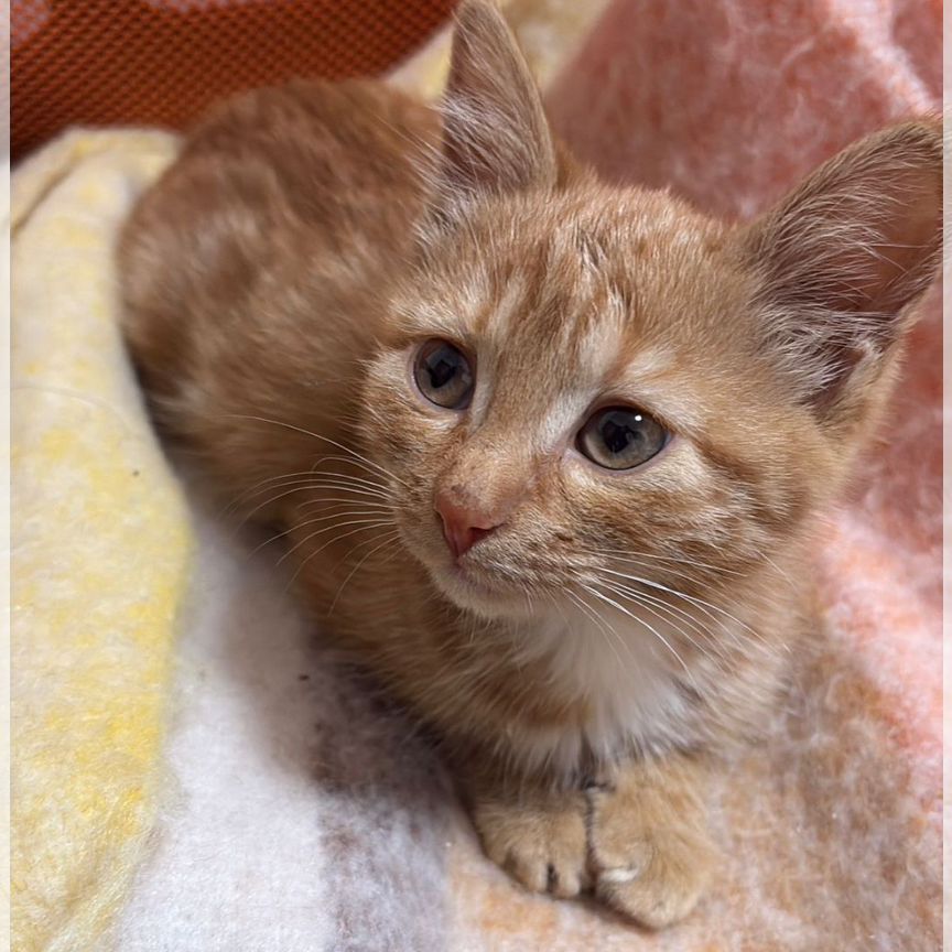 Котёнок в добрые руки