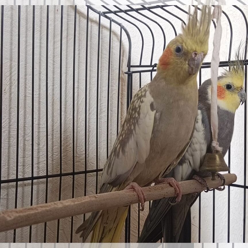 Попугай корелла пара