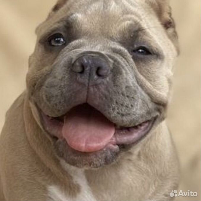 Американский булли девчонки