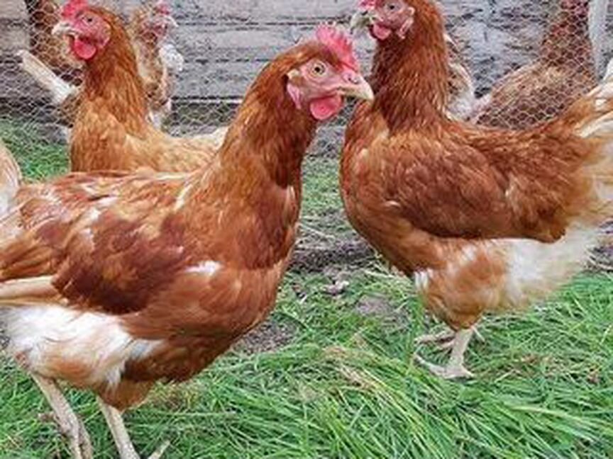 Рыжие курицы несушки, 10 месяцев, уже с яйцом