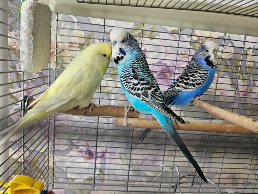 Выставочные волнистые попугаи на гнездо ввп Чехи