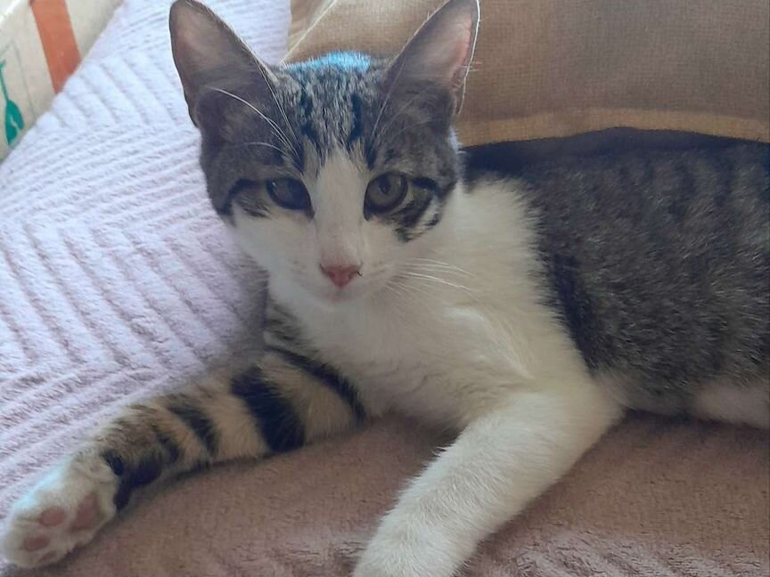 Котенок девочка 3 месяца