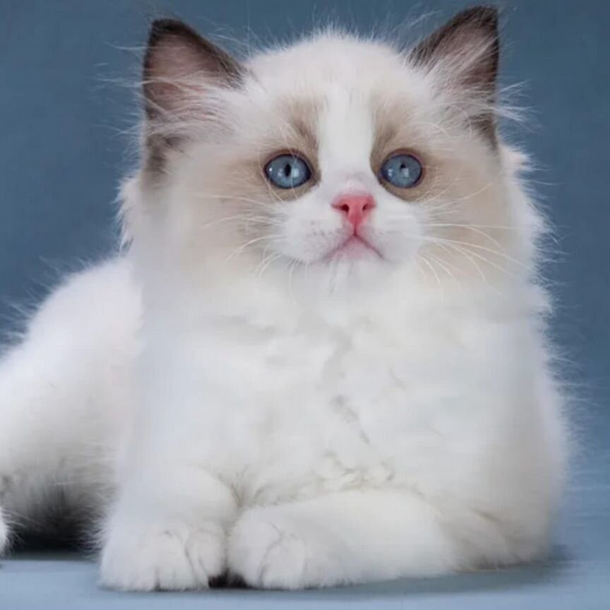 Шикарный котик