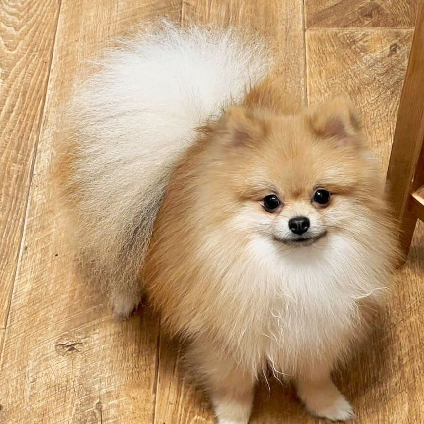 Пушистик Симба