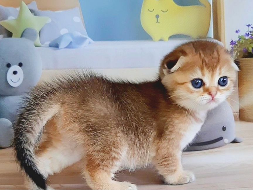 Шотландский золотой котёнок