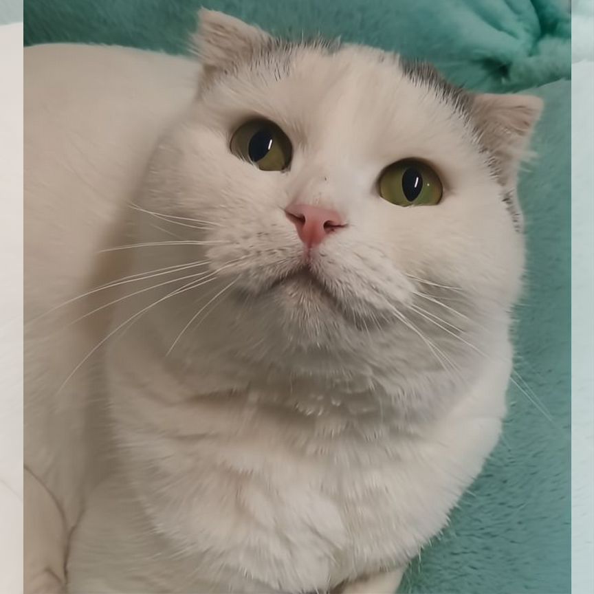 Взрослая кошка в добрые руки