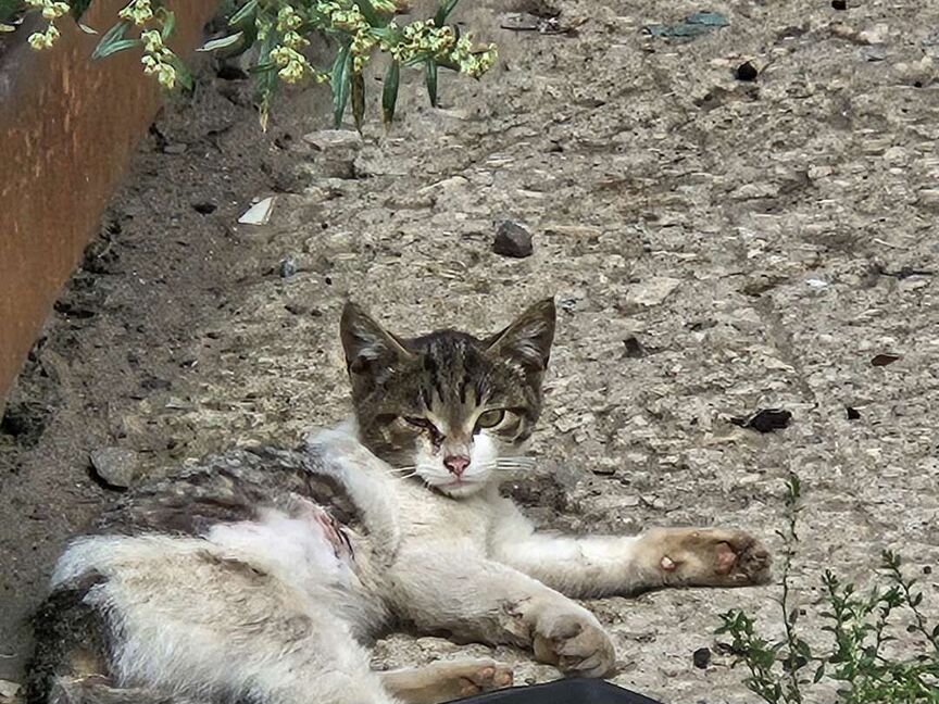 Котята в добрые руки бесплатно
