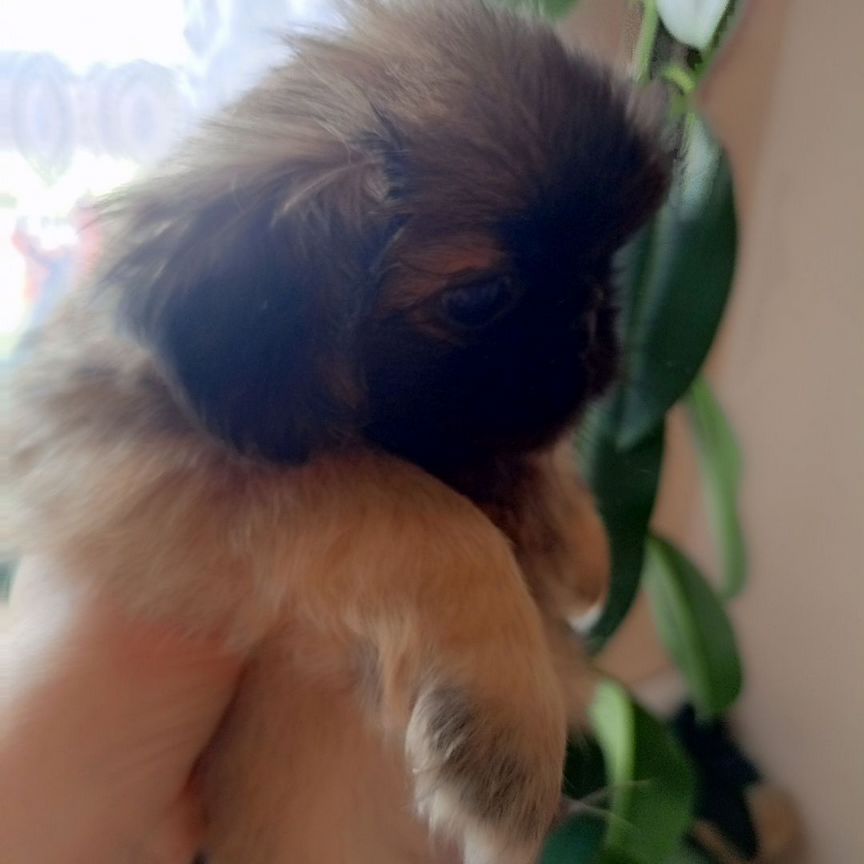 Малыши Пекинесы