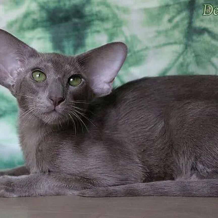 Ориентальные котята