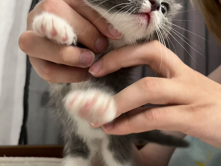 Котёнок Булочка