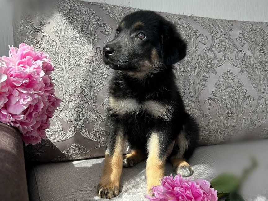 Щенок девочка в добрые руки