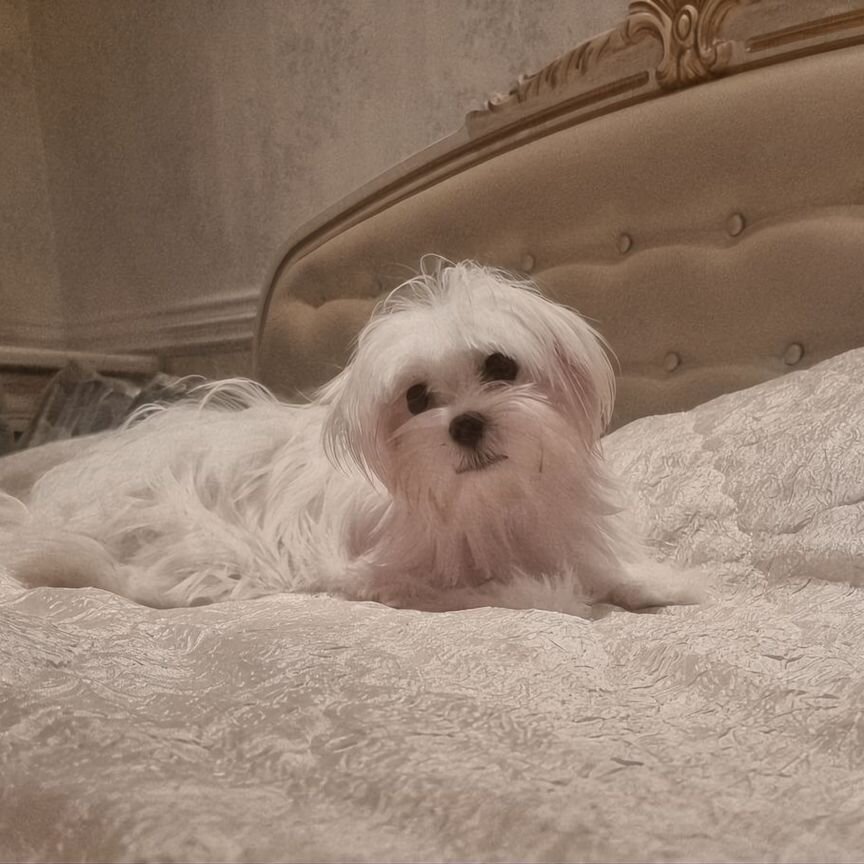 Мальтийская болонка, щенок