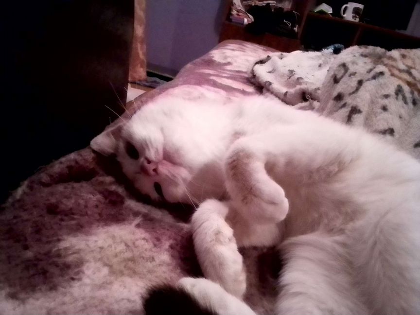 Кот, прочтите пожалуйста