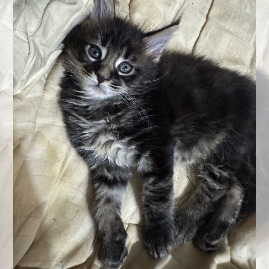 Мейн-кун котёнок