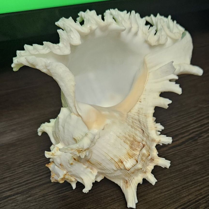 Ракушка морская Принцесса океана