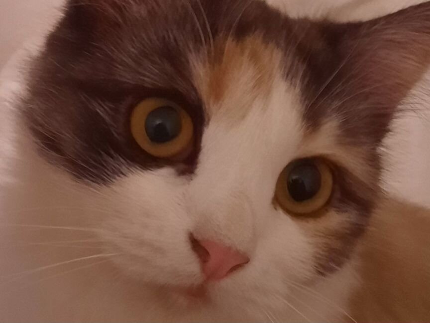 Кошки в добрые руки