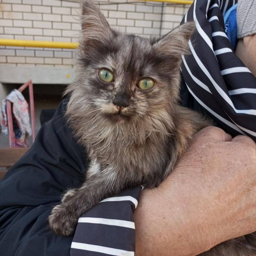 Кошечка в добрые руки
