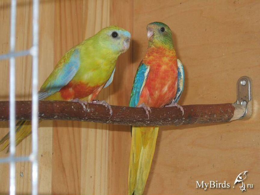 Глянцевый попугай