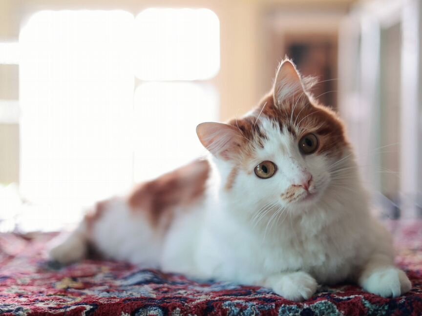 Кот Чери ищет дом