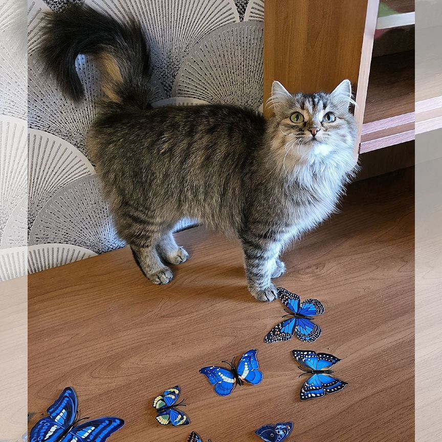 Взрослая, кошка в добрые руки