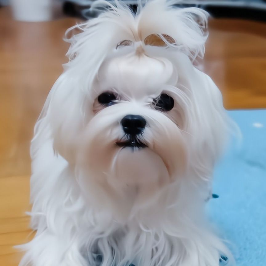 Мальтийская болонка, щенок