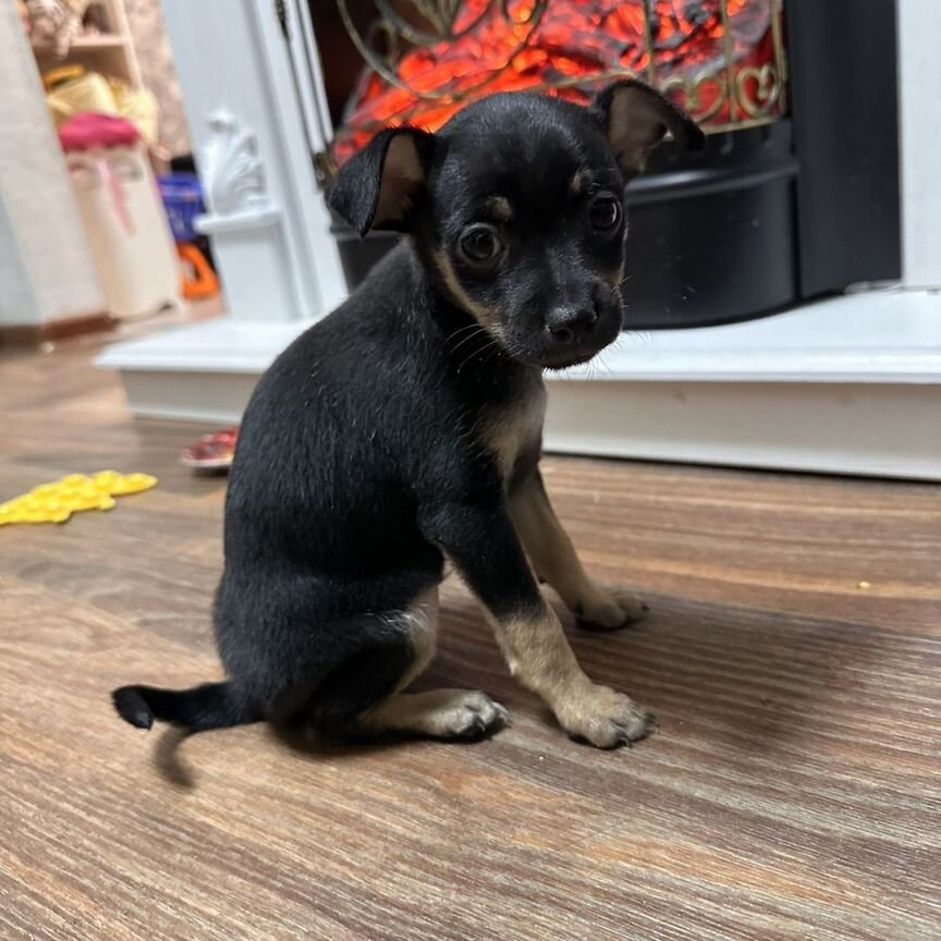 Той-терьер щенки