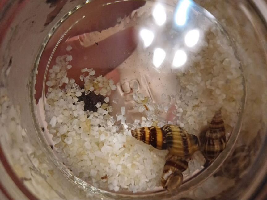 Улитка хелена Хищник