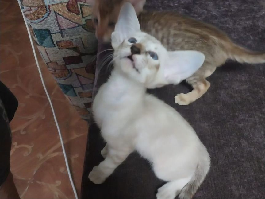 Орентальные котята