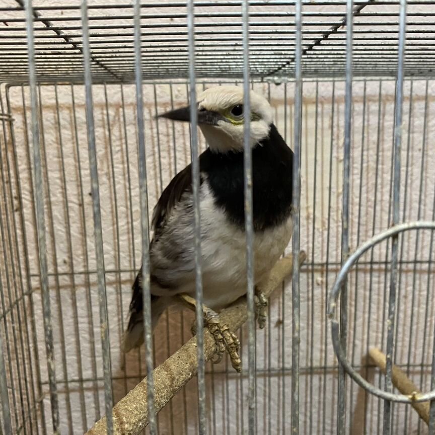 Экзотические птицы. Черношейный скаорец