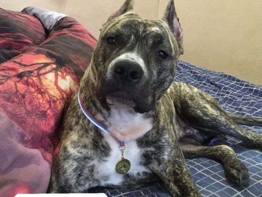 Щенки амстаффа, стафф,американский стаффордширский