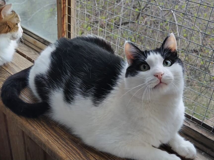 Кот